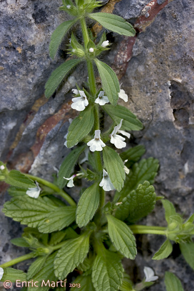 Labiatae: Sideritis romana - Flores Silvestres del Mediterráneo