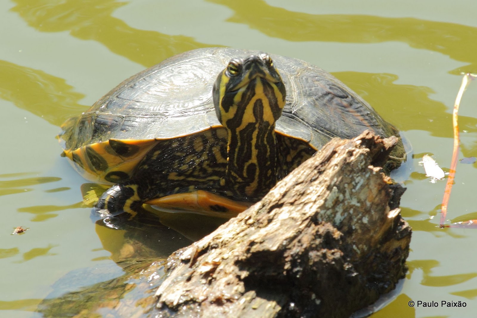 Répteis: Trachemys scripta scripta