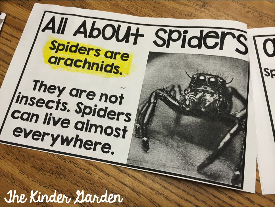 The Kinder Garden: Spider Study!