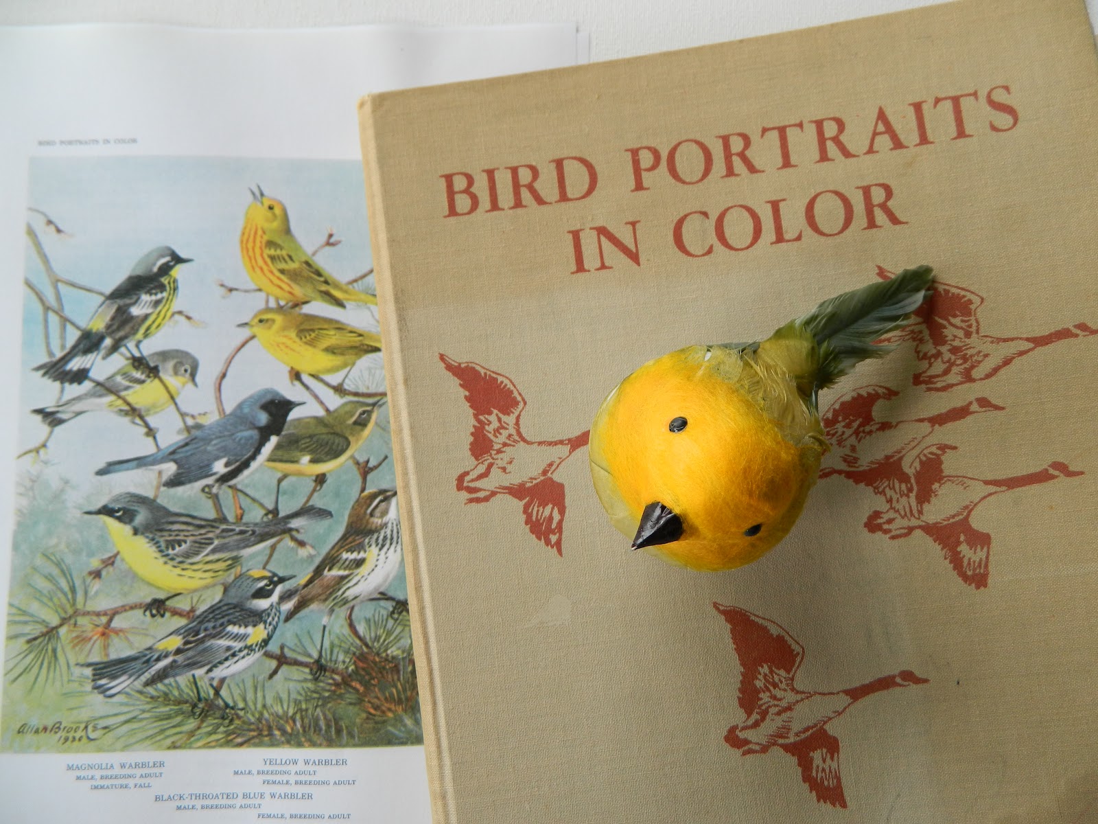 the vintage umbrella: Little bird week...