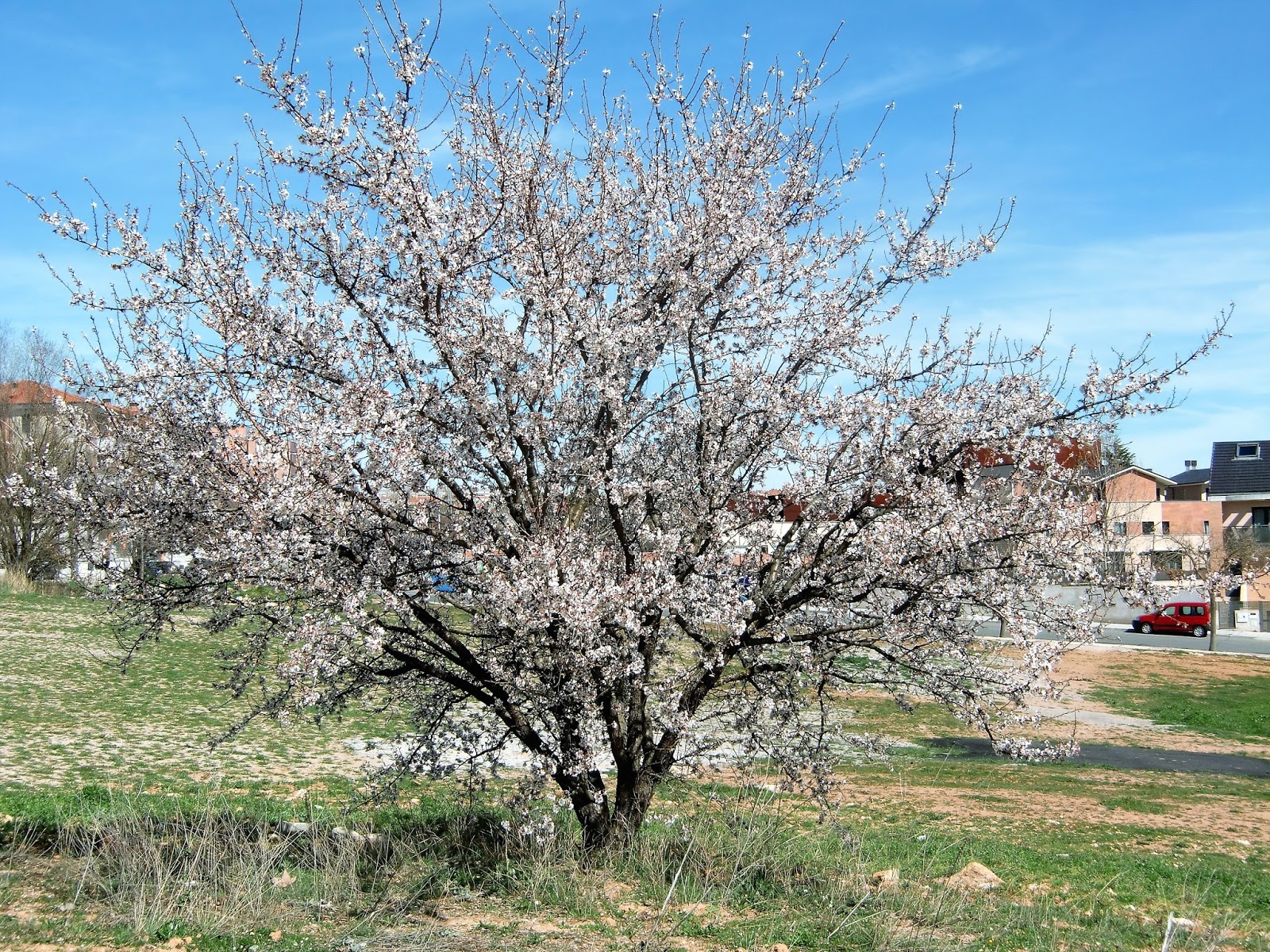 Plantas de Huerta Otea, Salamanca: Almendro (Prunus dulcis)