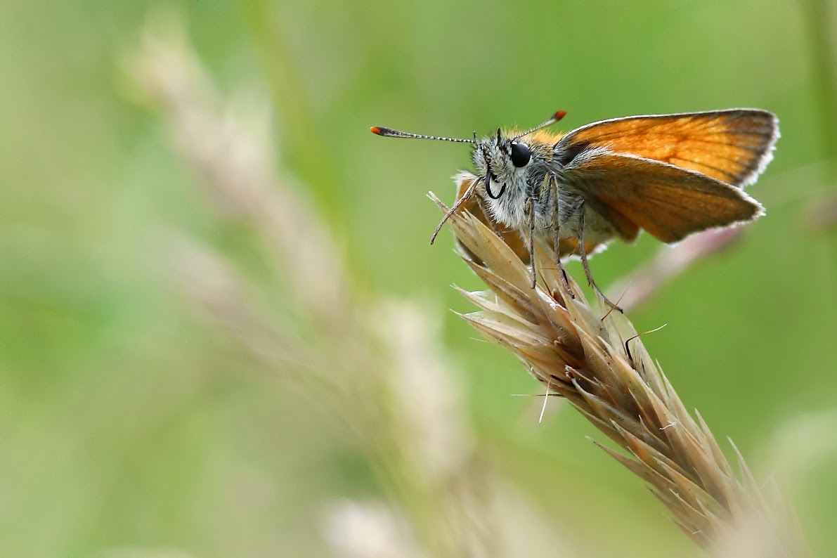 Classe Terza: La bocca della farfalla: la spirotromba.