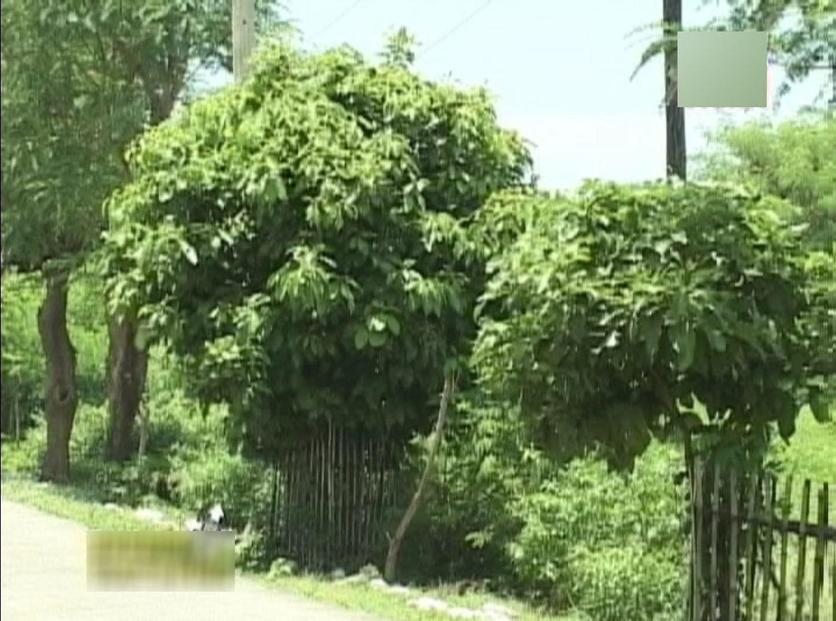 kakawate - philippin news collections