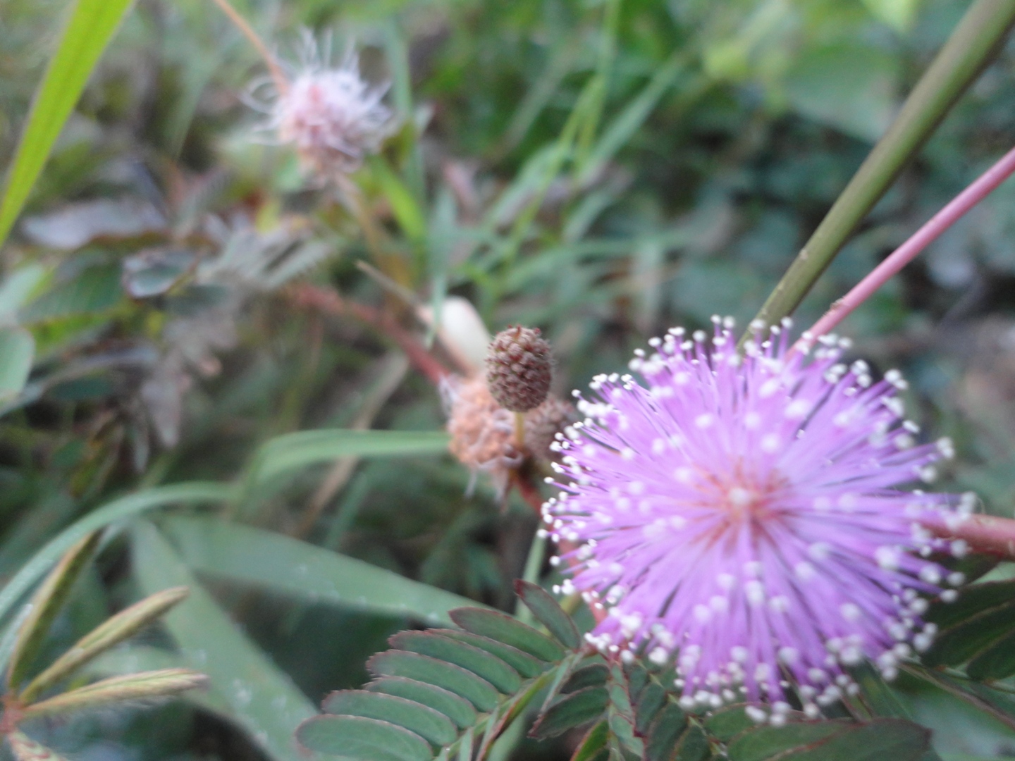 Singonolo Art.: Bunga Putri Malu