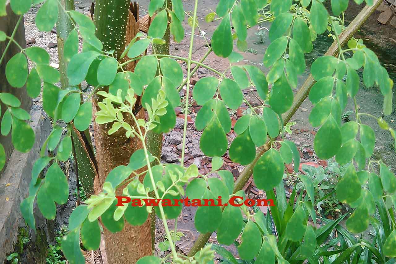 Manfaat Dan Khasiat Mujarab Dari Daun Kelor Untuk Kesehatan | Pawartani.Com