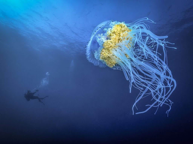 photorama: medousa part 1