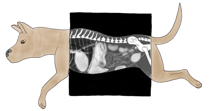 Dr. Chuck: Radiology: Radiographs and X-rays!