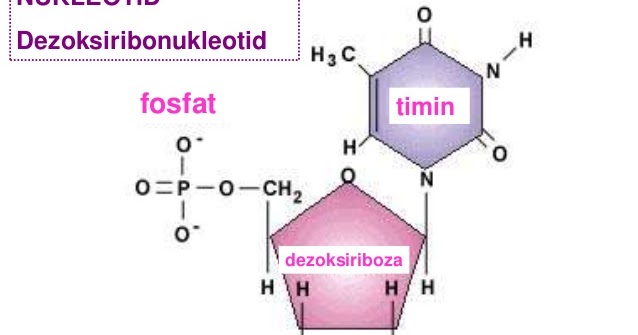 Tipovi mutacija u genomima i fenotipske promene koje one mogu izazvati
