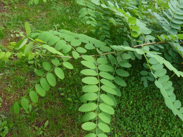 Le Douaire. Île de Vivre.: Tout savoir sur le robinier faux acacia ...