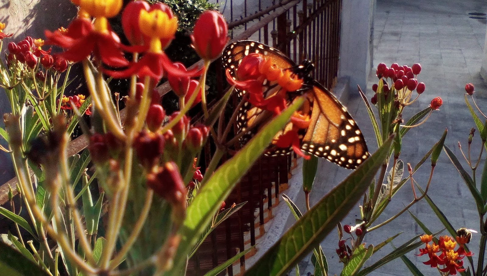 MARIPOSAS Y COLIBRÍES