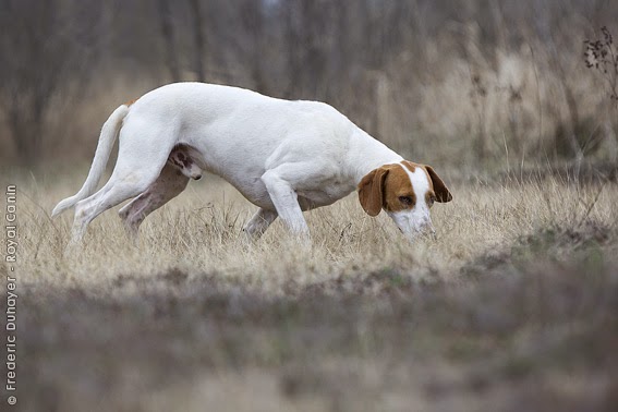 Balkan Lov: LOVAČKI PSI KAO NEZAOBILAZNI POMAGAČI U LOVU