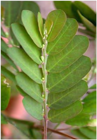 Enjoy Our Life: Meniran