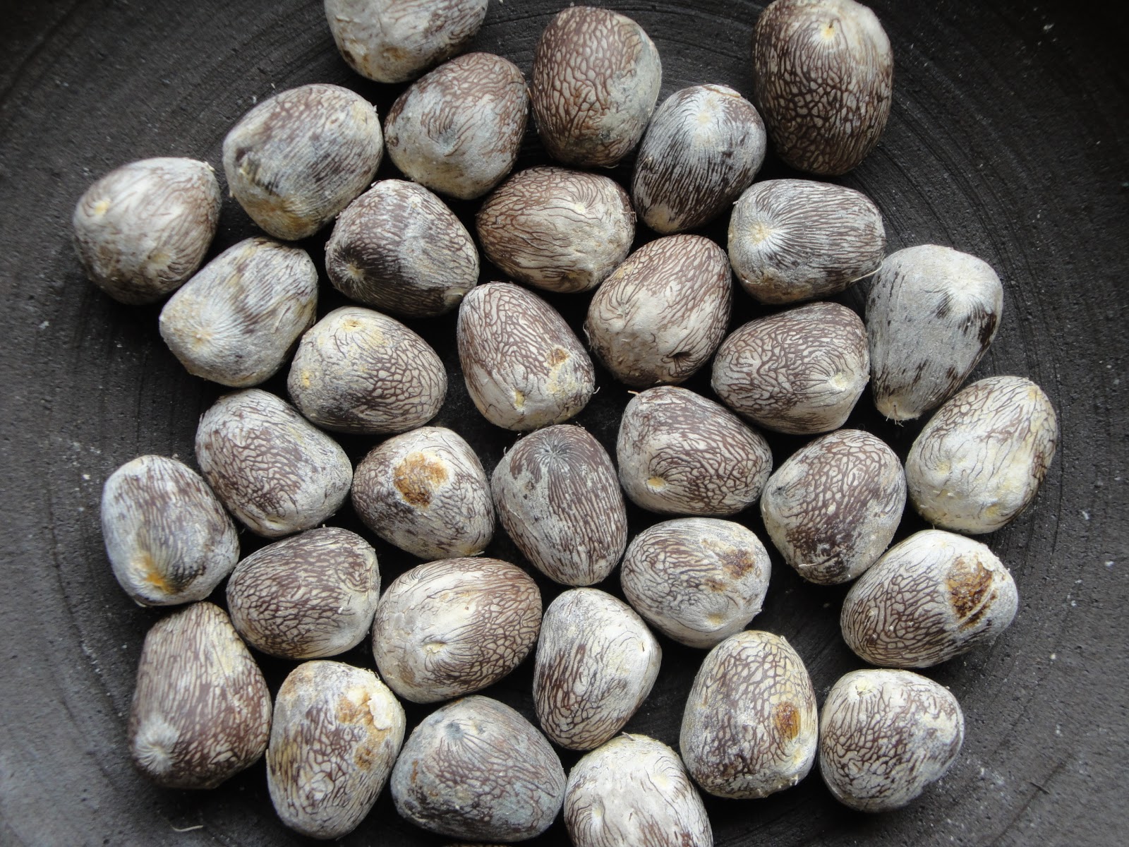 RESERVA NATURAL VICTORIA: EL CHONTADURO, Bactris gasipaes ...