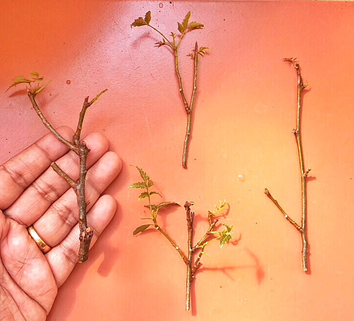 Instant - Bonsai - For - Everyone: Neem Tree Cuttings For Mini Bonsai