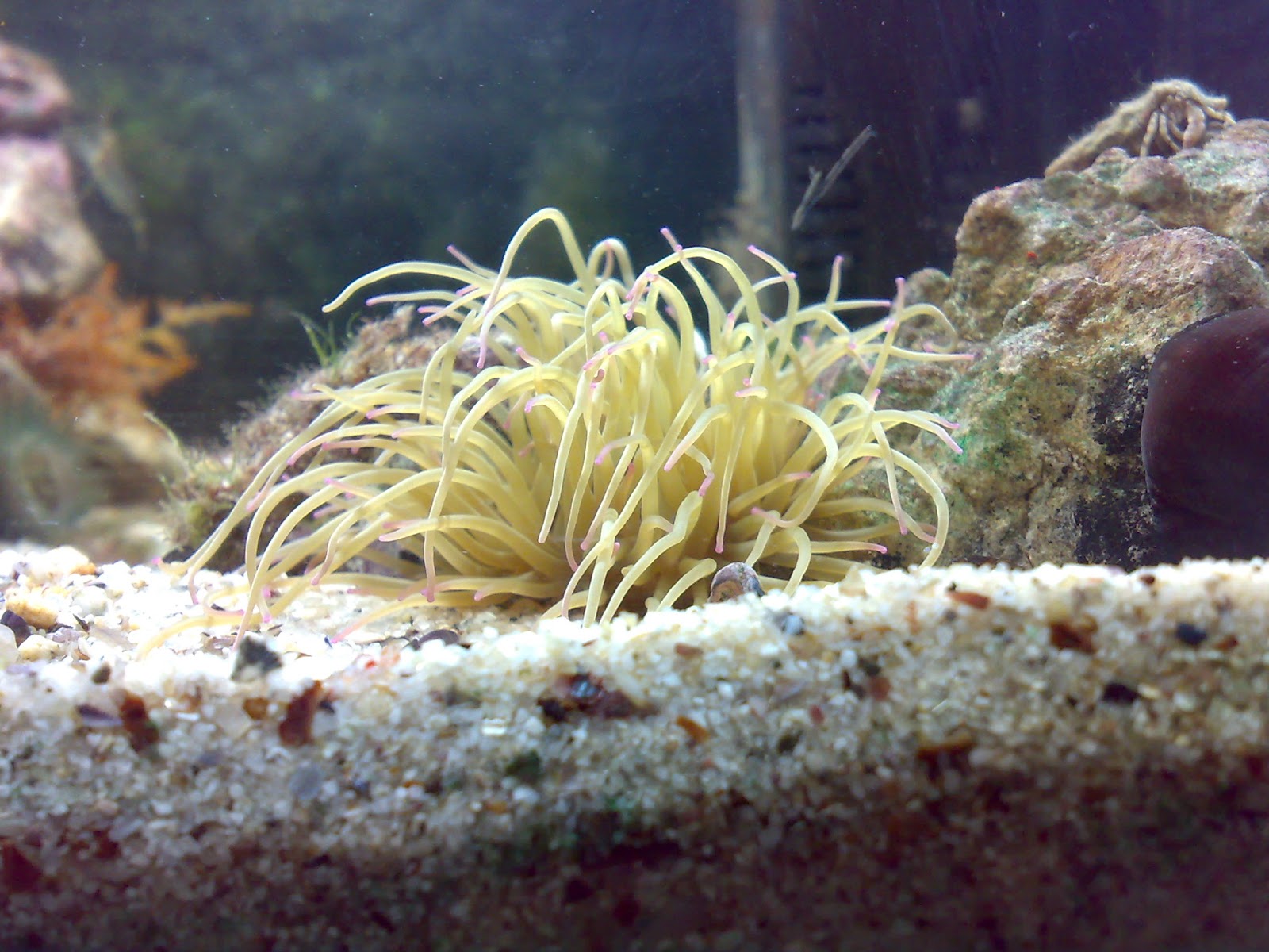 aqua-biotopes: Saltwater Biotope Aquarium