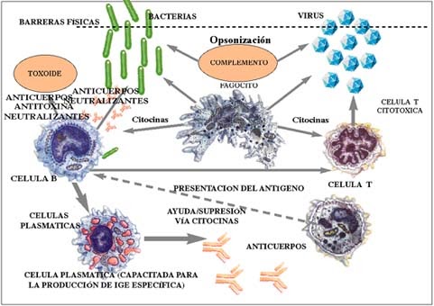 Sistema Inmunitario (Funcionamiento básico)