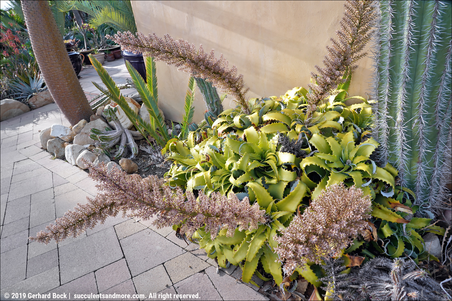 Favorite plant: Hechtia lanata