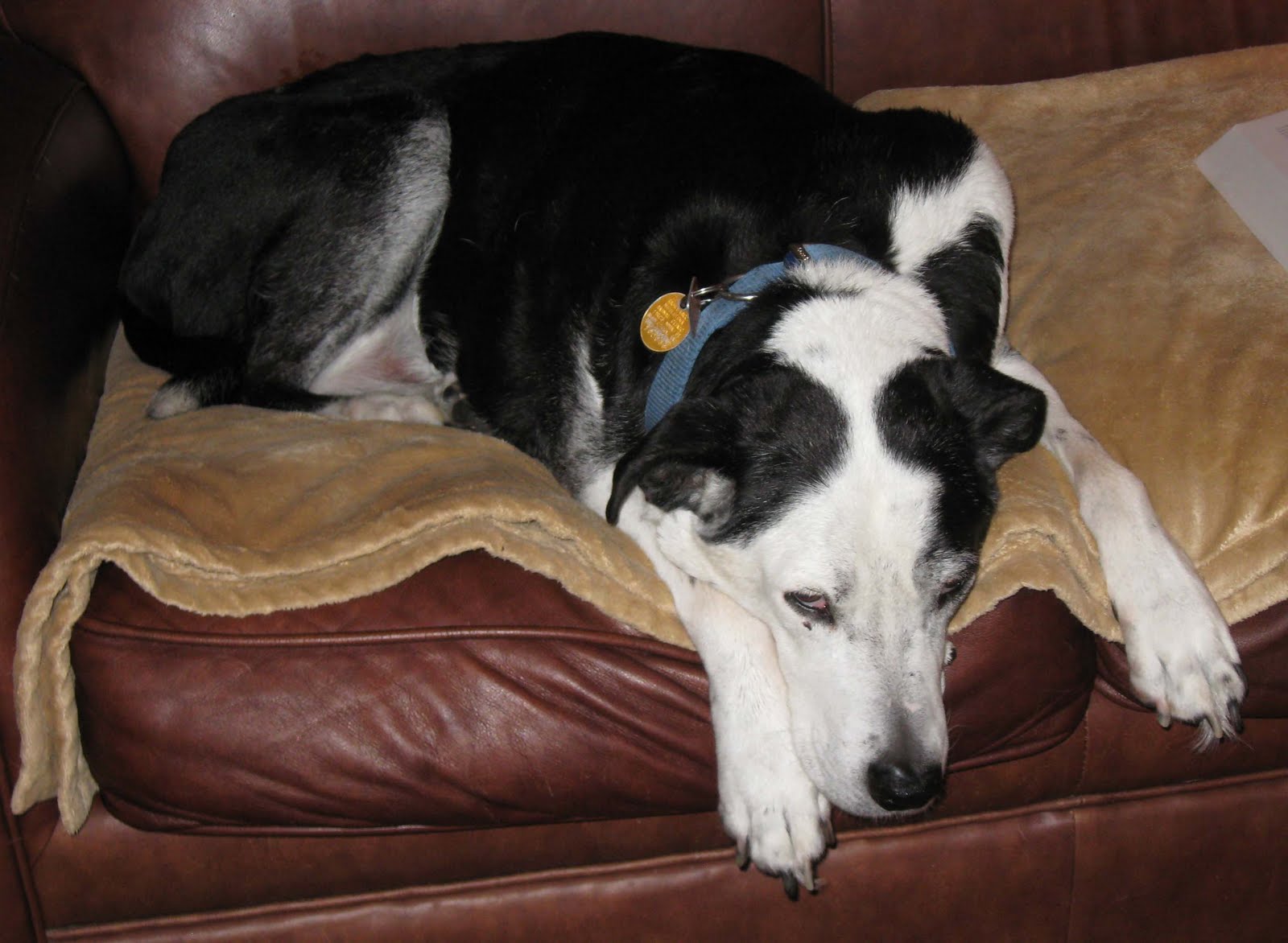 Summit Musings: Teaser Tuesday - Good Old Dog by Nicholas Dodman