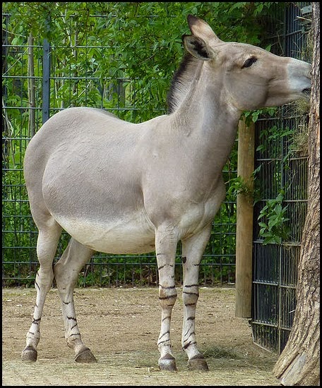 TIERRA SYLVANA: ÉQUIDOS (II): EL ZEBRO O ENCEBRA (EQUUS HYDRUNTINUS).