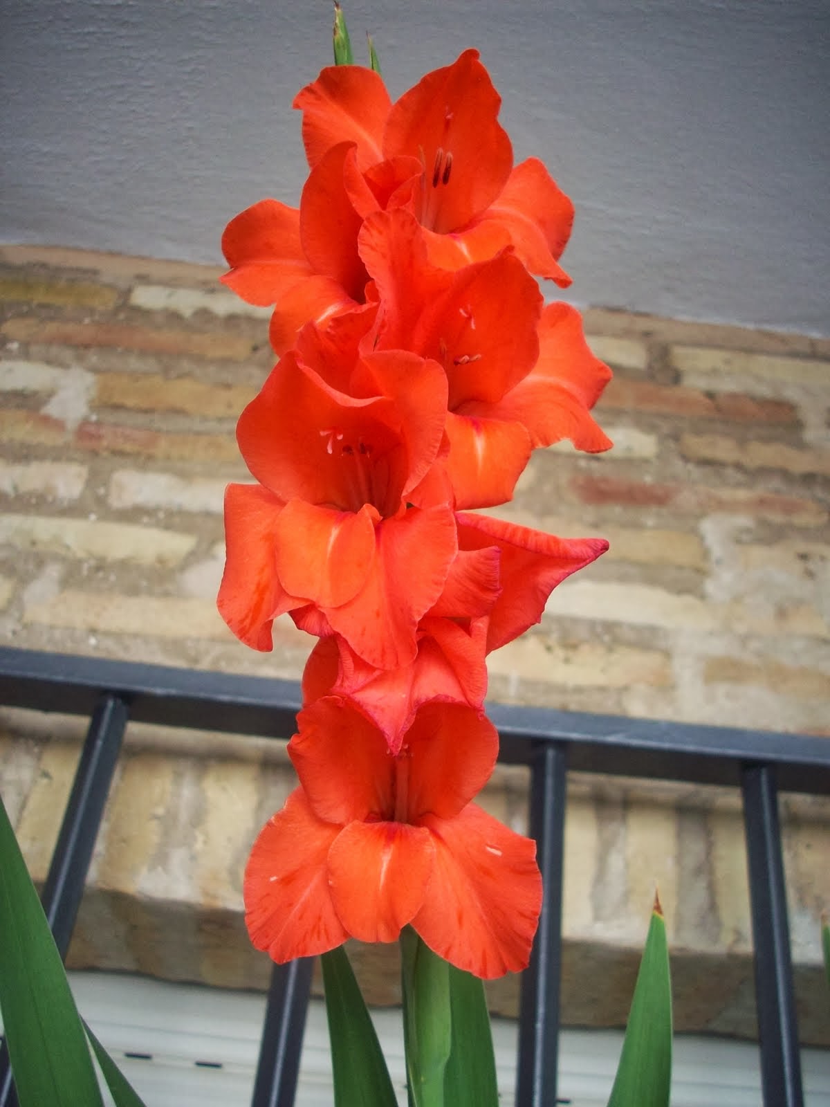 Flores Pereira: Las flores de cada mes.