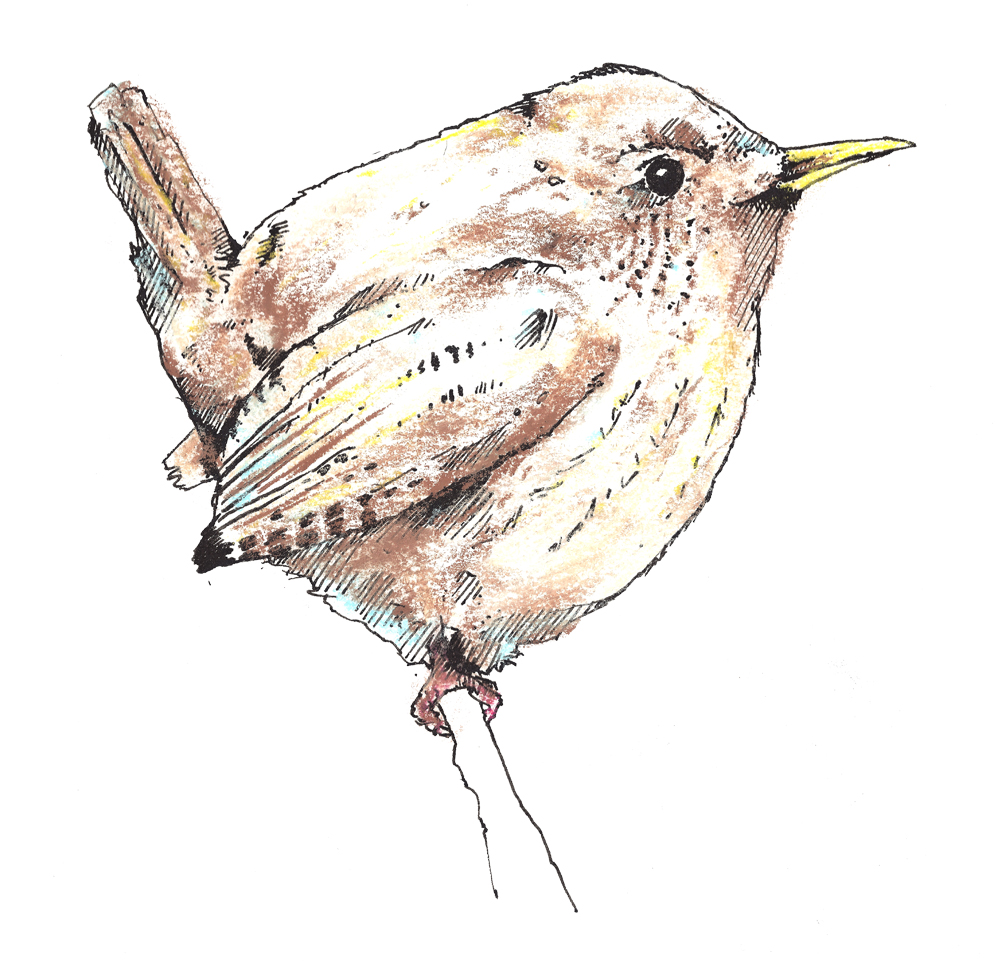 Anthony Ratcliffe Illustration: Wren
