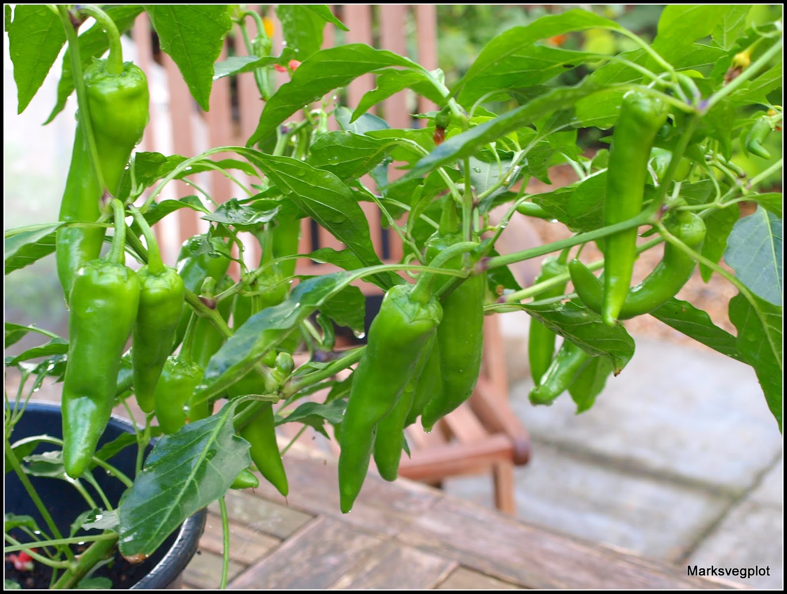 Mark's Veg Plot: Chilli update
