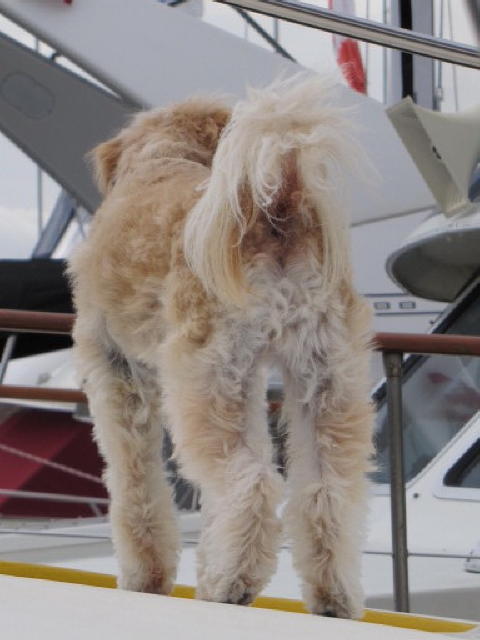 Millennium Dragon: Commodore's Cruise of Maple Bay Yacht Club - gone to ...