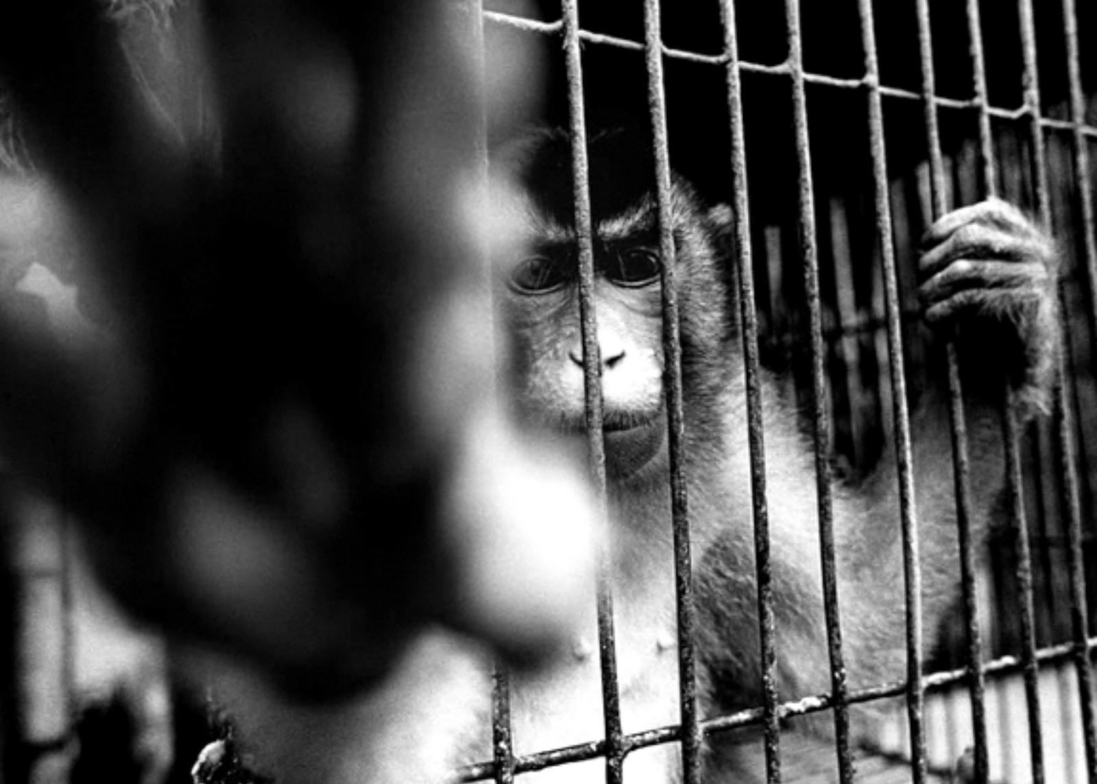 Anthony Luke's not-just-another-photoblog Blog: Trading to Extinction ...