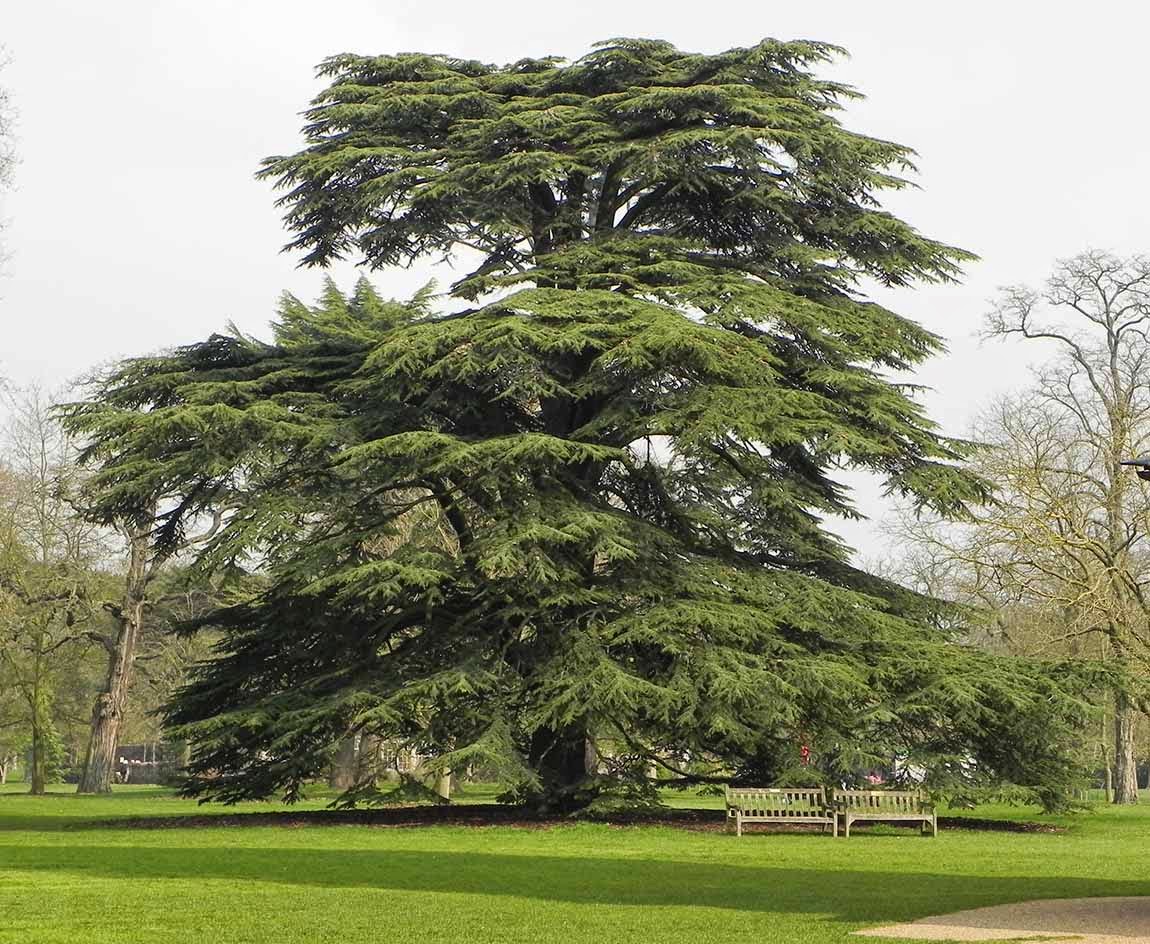Á R B O L E S (T R E E S) y P A L M E R A S (P A L M S): Cedrus libani ...