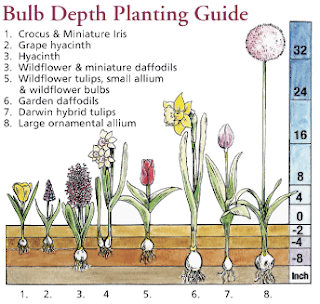 Horticulture - Plant identification, Care and Maintenance: Bulbs