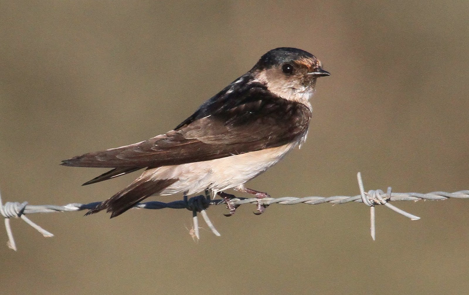Richard Waring's Birds of Australia: Red-browed Pardalote, Southern ...