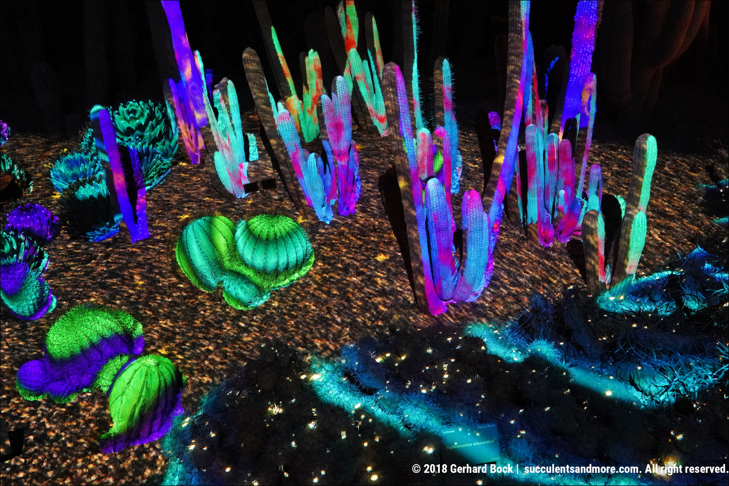 Electric Desert: after dark at the Desert Botanical Garden