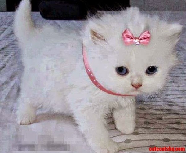 Photo chaton trop mimi - Photo de chat