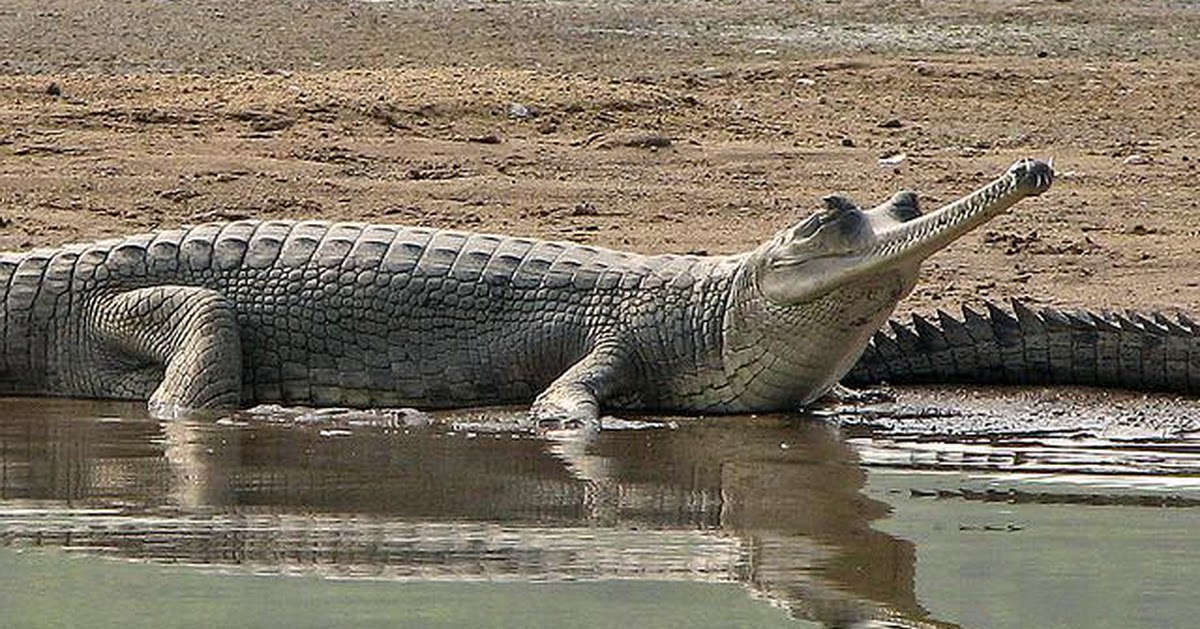 Gharial | Animal Wildlife