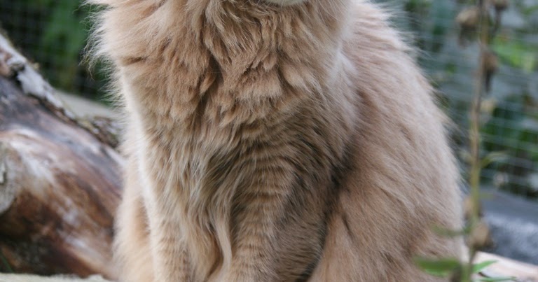 Foxkiss: Tiiti(se)n lista