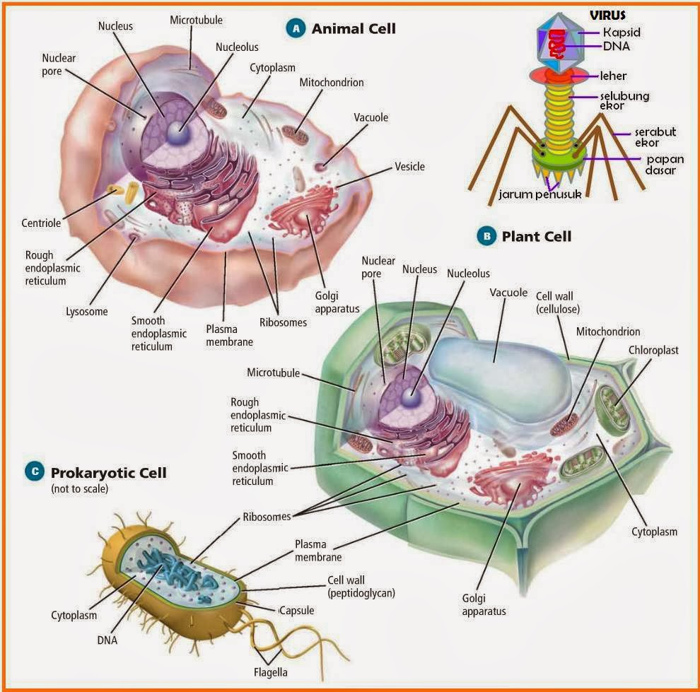 Bagian-bagian Sel ~ AG