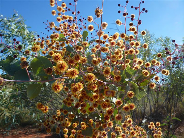 WA Zoologist: Northern Quolls
