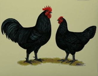 BARRADAS DE RUBIANES: Repasando los origenes