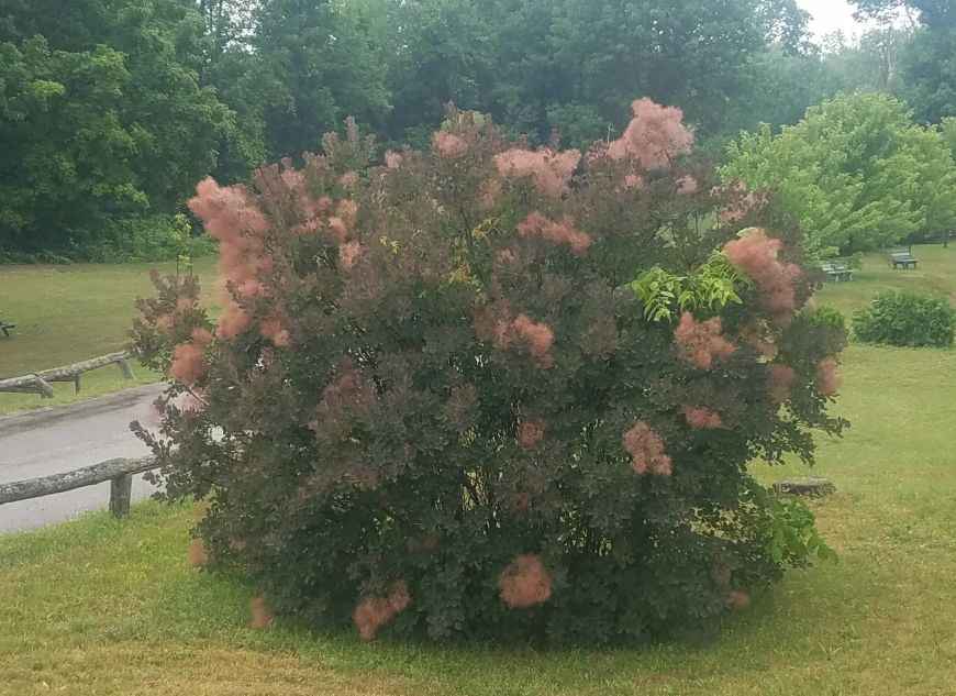 Future Plants by Randy Stewart: Cotinus - Smoketree