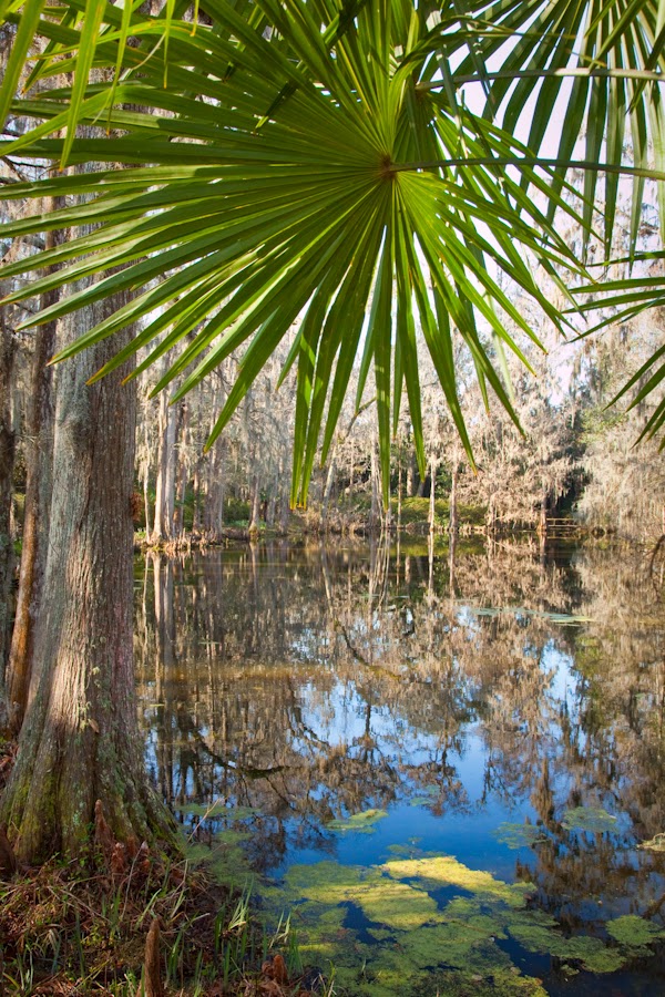 Doug's Photo Blog: Swamp Palms