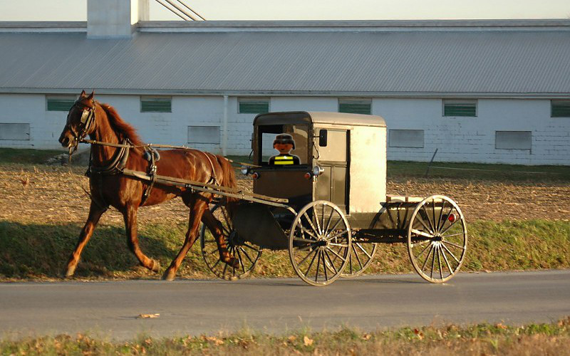 THE GRANDMA'S LOGBOOK ---: THE BEANS: WITNESSES OF THE AMISH COMMUNITY