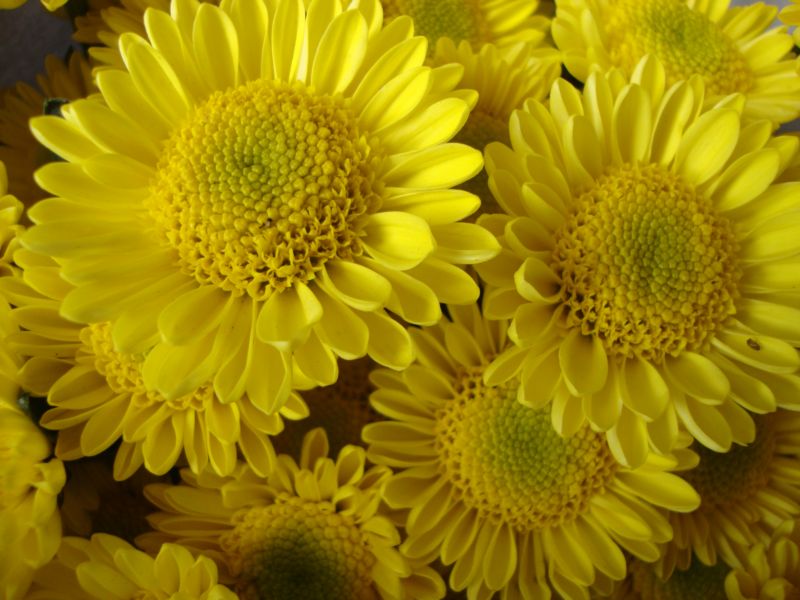 Bunga Krisan Nongkojajar: April 2011