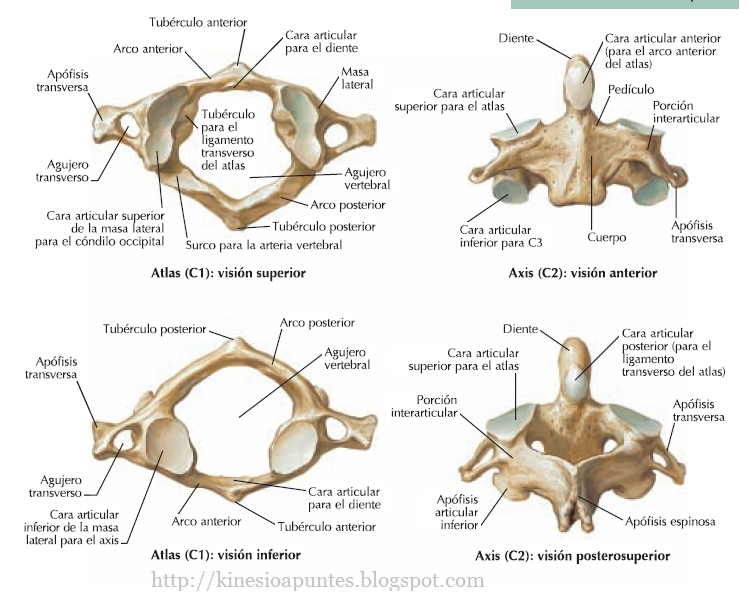 Columna Vertebral Región Cervical