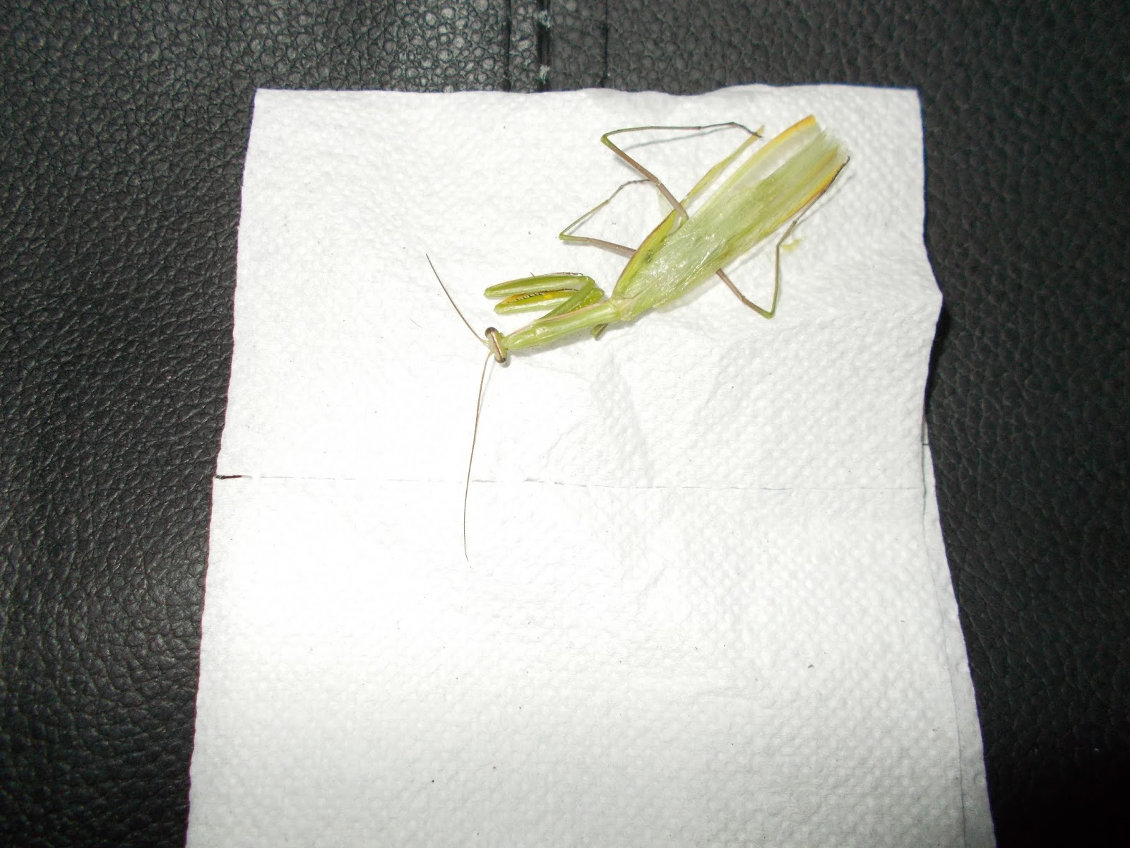 Blog de fotografii: Calugarita (mantis religiosa), insecta uimitoare