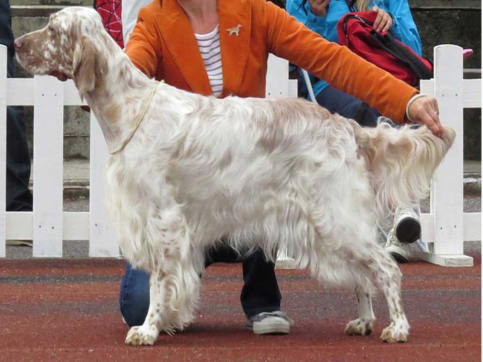Engelse Setter or English Setter is Excellent Family Dog and very Fond ...