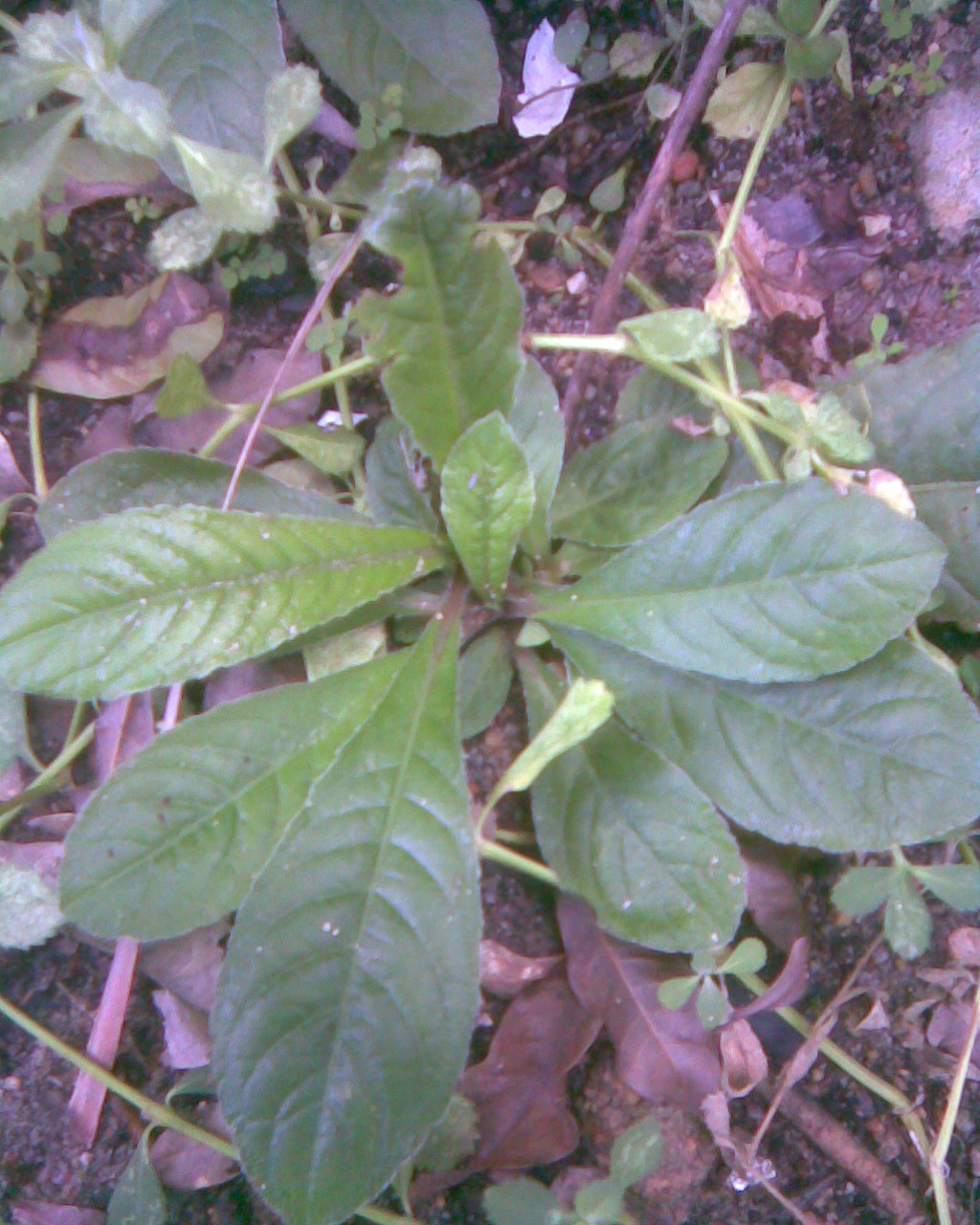 WARISAN ETNOBOTANI: Tapak Leman