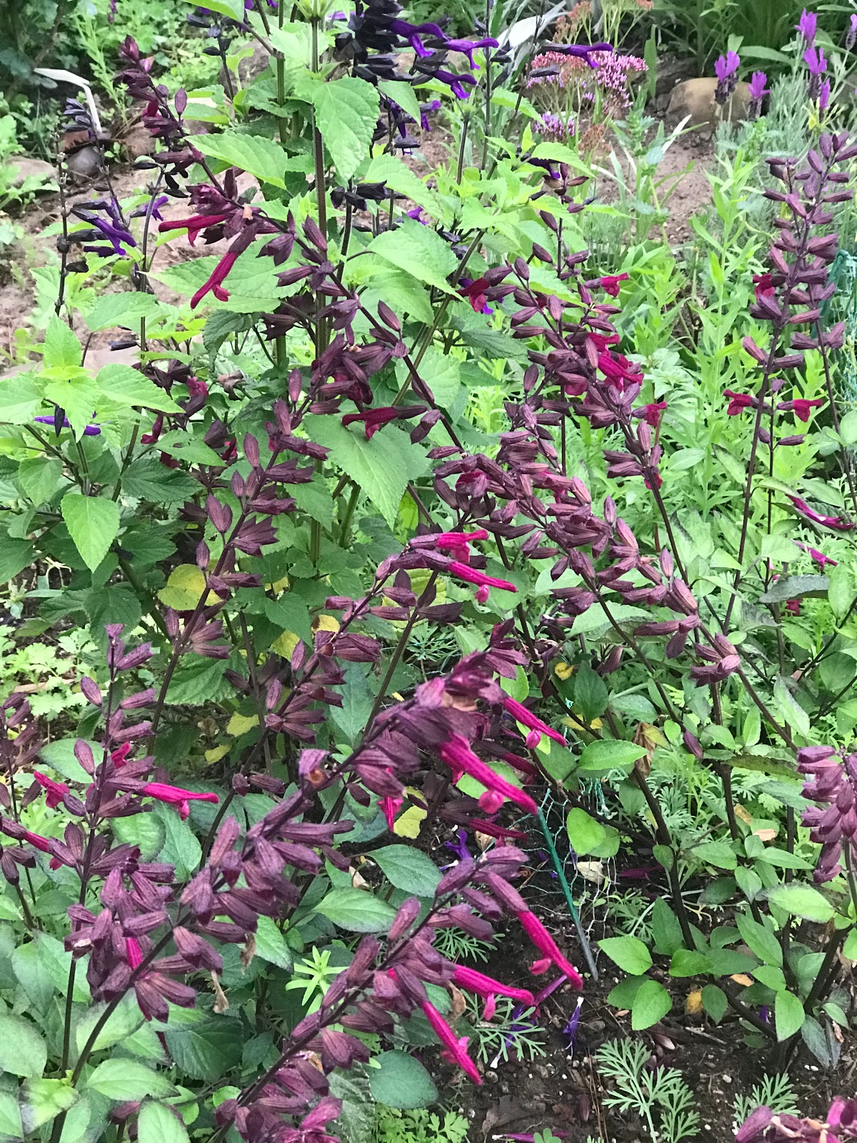 On Discovering A Garden: Gopher Resistant Plants