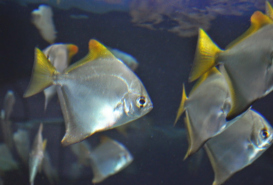 ZOOTOGRAFIANDO (6.100 ANIMALS): PEZ ÁNGEL MALAYO PLATEADO / SILVER ...
