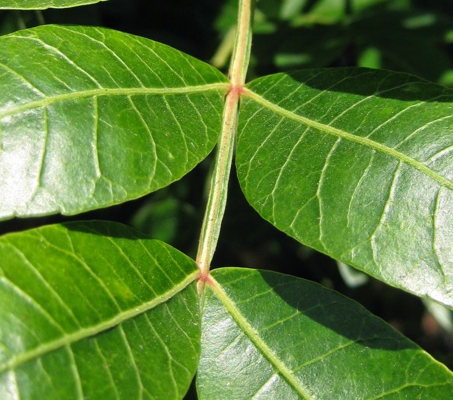 Trees of Santa Cruz County: Schinus terebinthifolius - Brazilian Peppertree