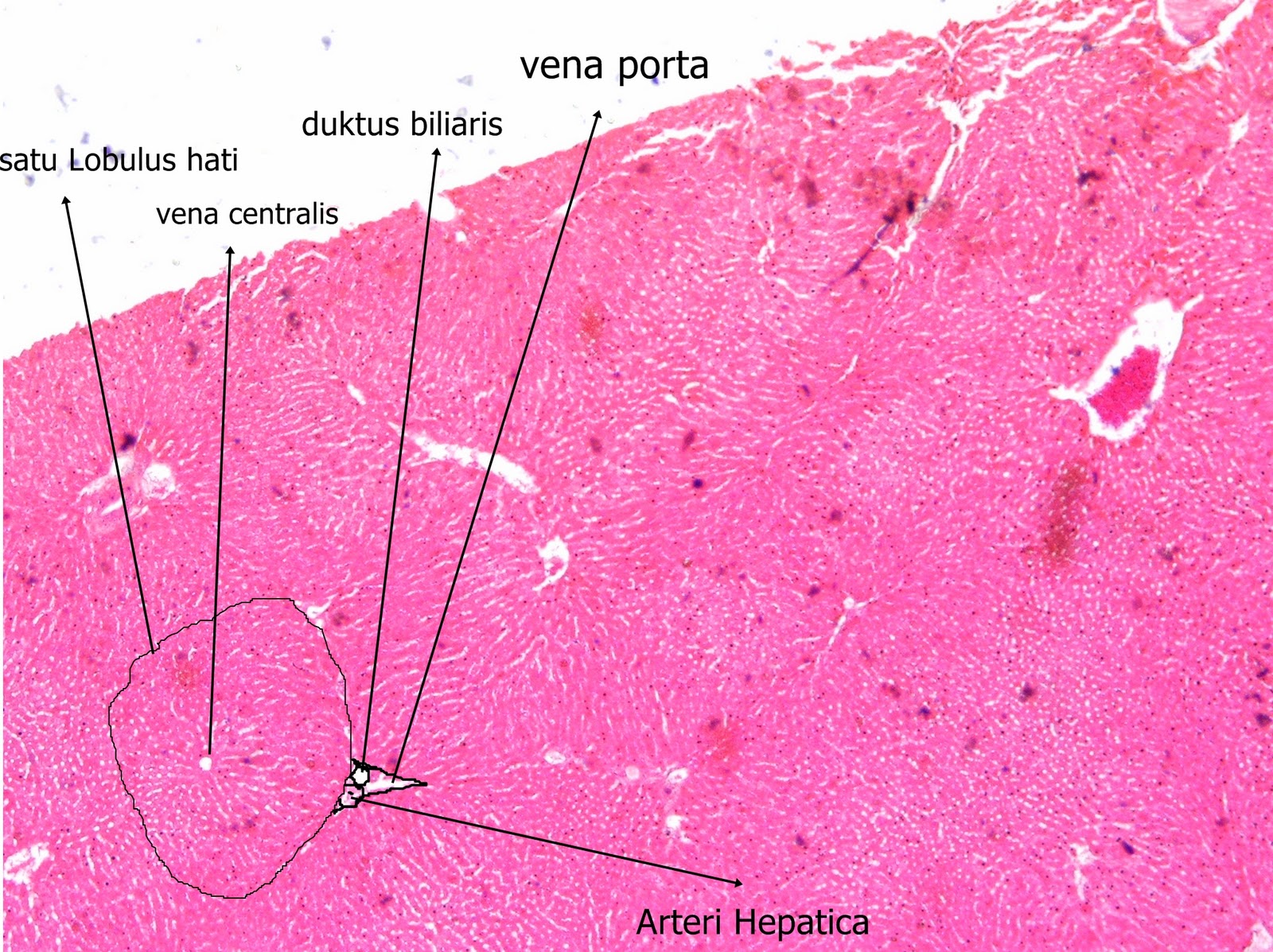 Veterinary Series: Histologi Hati (Hepar)